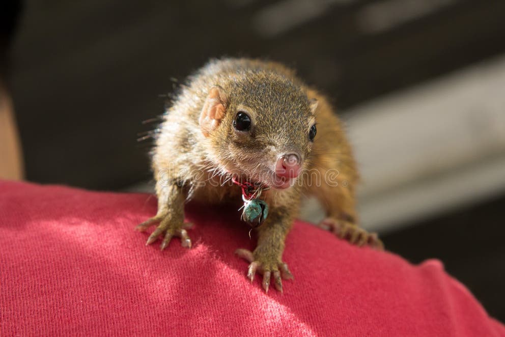Tree shrew stock image. Image of animal, adorable, forest - 44254125