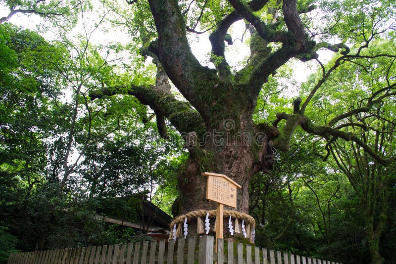 Tree in the shrine stock photo. Image of forest, season - 89293886