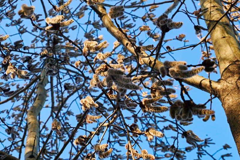 Willow Spring Catkins Inflorescences Sway in the Wind Stock Photo ...