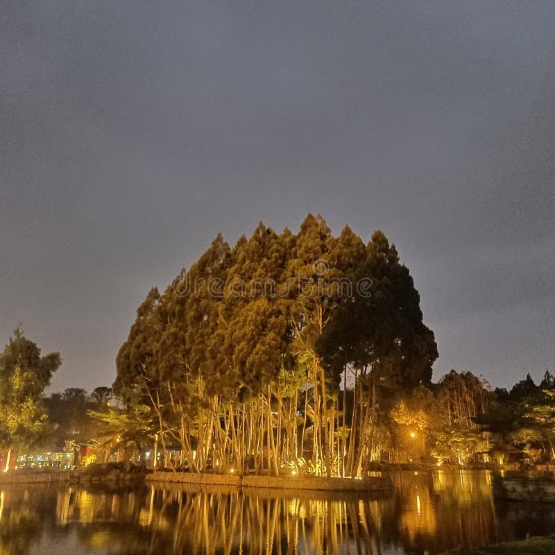 Tree Shyning at Night Glow in the Dark World Stock Image - Image of ...