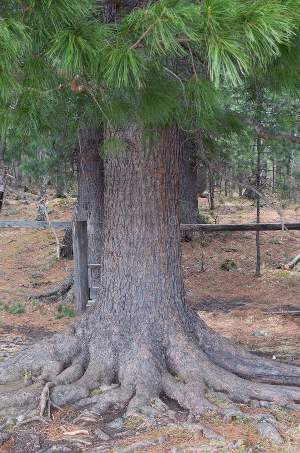 The Tree of the Siberian Cedar Stock Image - Image of overcast ...