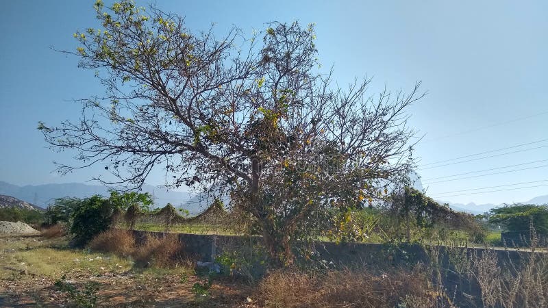 A tree stock photo. Image of compound, tree, compoundwall - 142277056