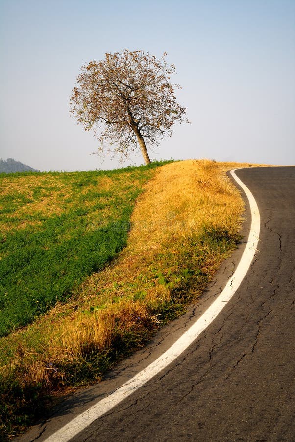 Tree by the side of a road stock photo. Image of white - 7953308
