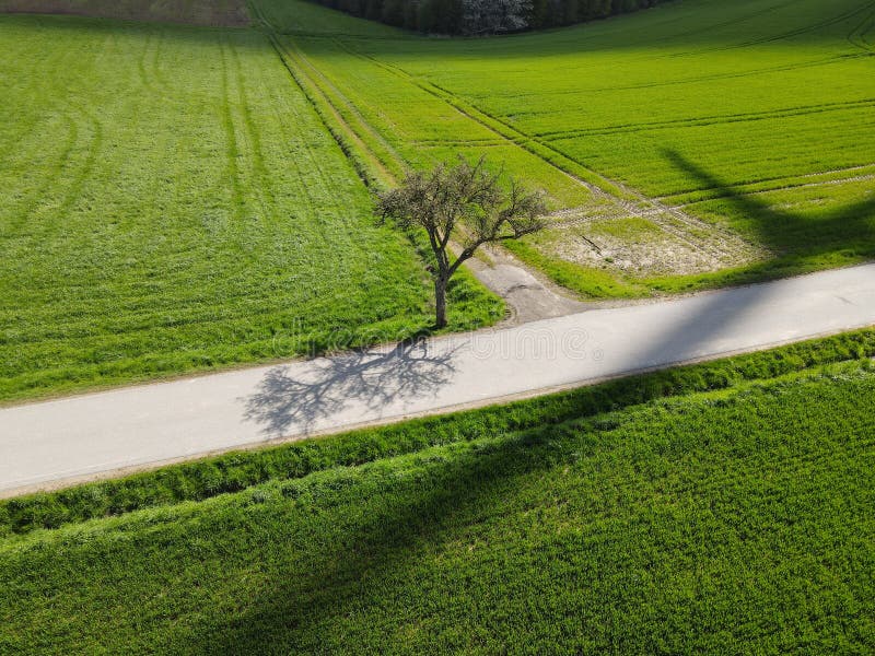 Tree on Road Side in the Landscape in Spring Stock Image - Image of ...