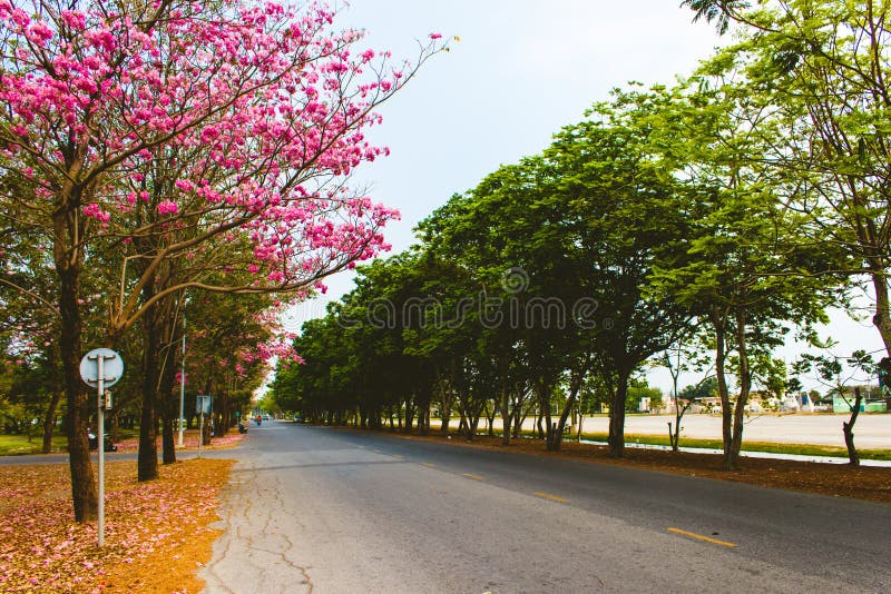 Tree is side road stock image. Image of traveling, sakura - 39008371
