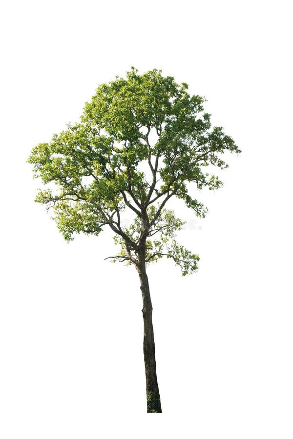 Tree side view isolated stock image. Image of mountain - 242753935