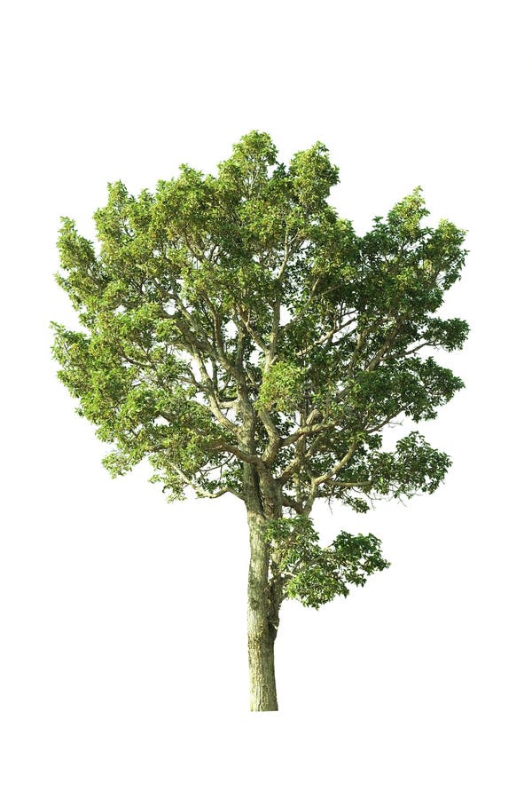 Tree side view isolated stock photo. Image of design - 242753950