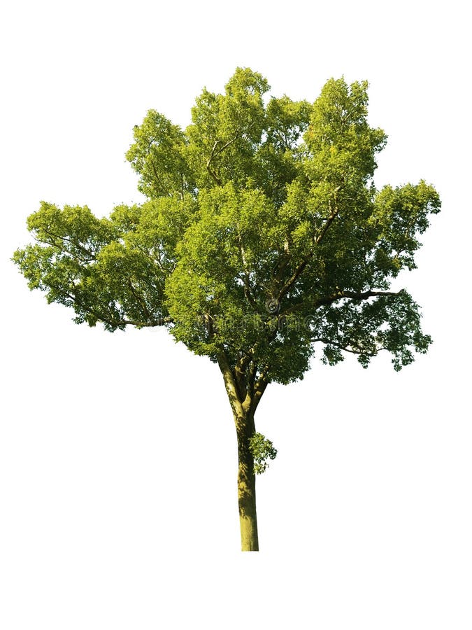 Tree side view isolated stock photo. Image of side, view - 242753954