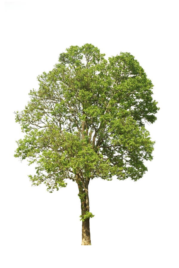 Tree side view isolated stock image. Image of elements - 242753975