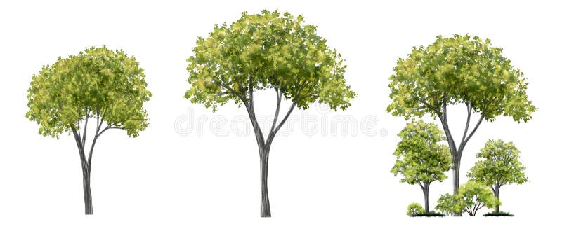 Tree Side View for Landscape View Stock Illustration - Illustration of ...