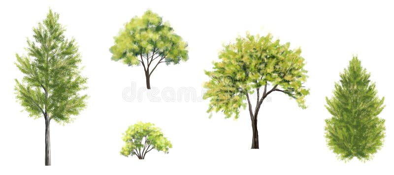 Tree Side View for Landscape Plan Stock Illustration - Illustration of ...