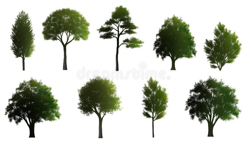 Tree Side View Isolated on White Background Stock Photo - Image of ...