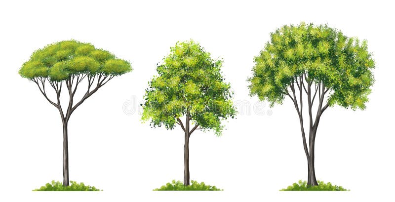 Tree Side View Isolated on White Background Stock Photo - Image of ...