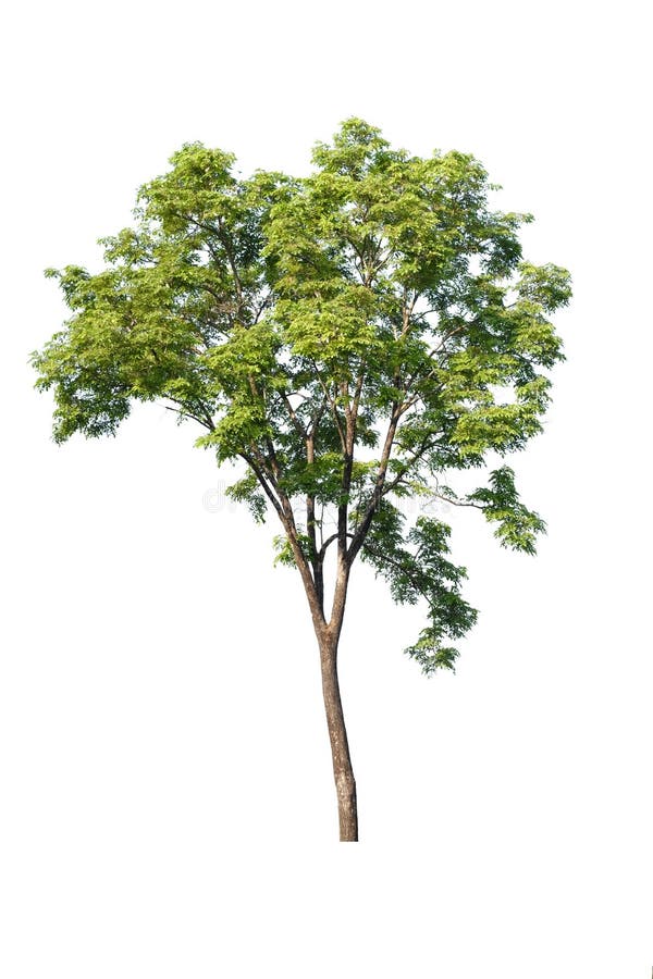 Tree Side View Isolated on White Background for Landscape Stock Photo ...