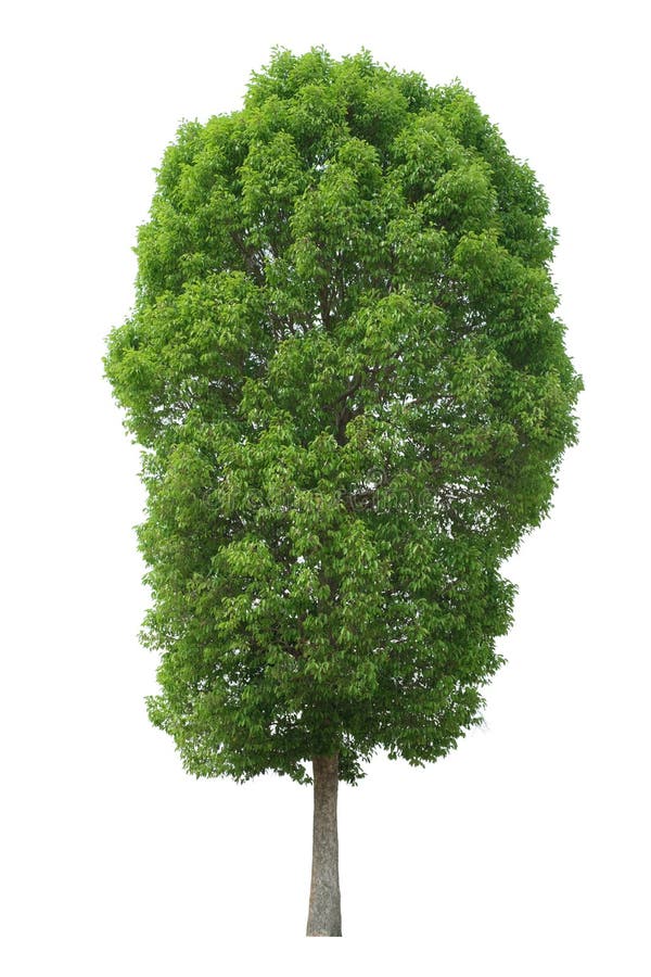 Tree Side View Isolated on White Background for Landscape Stock Image ...