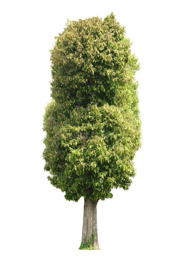 Tree Side View Isolated on White Background for Landscape Stock Photo ...