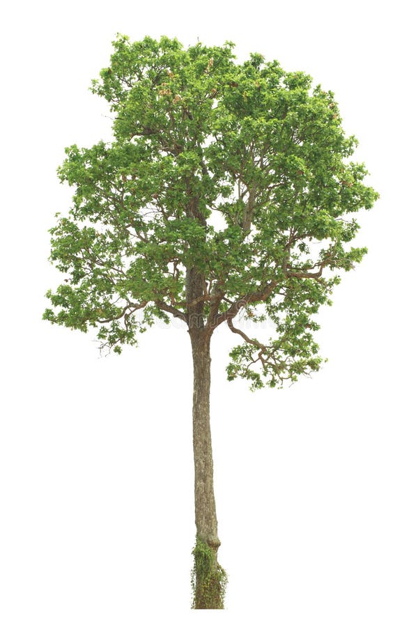 Tree Side View Isolated on White Background for Landscape Stock Photo ...