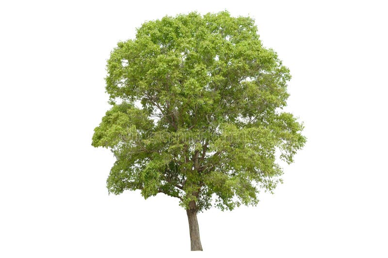 523 Tree Side View Isolated White Background Landscape Stock Photos ...