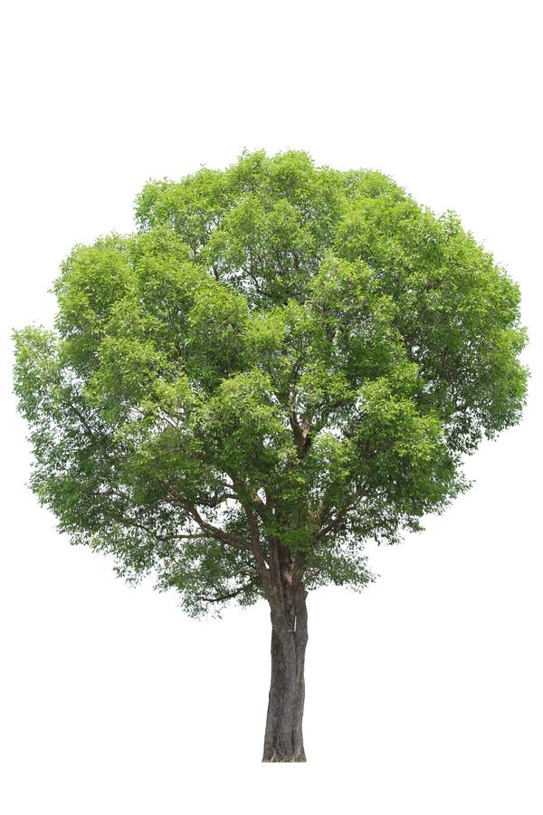 Tree Side View Isolated on White Background for Landscape Stock Image ...