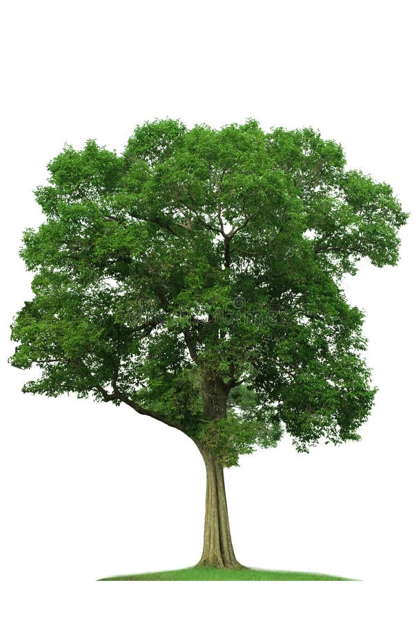 Tree Side View Isolated on White Background for Landscape Stock Photo ...