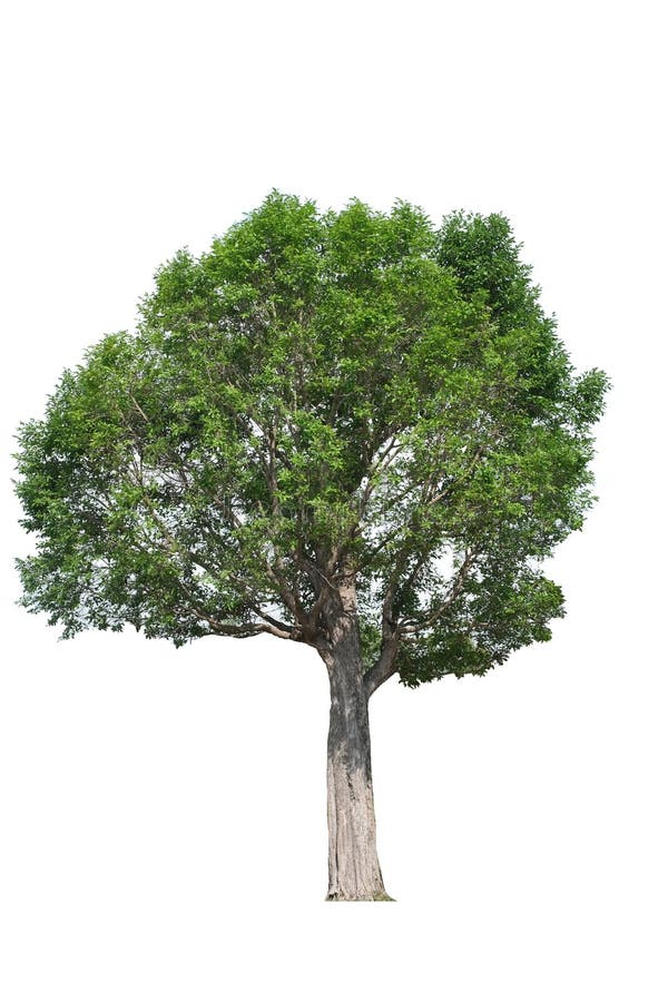 523 Tree Side View Isolated White Background Landscape Stock Photos ...