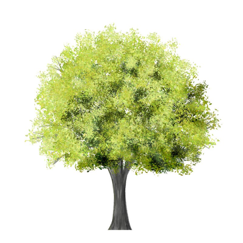 Top View Oak Tree Isolated White Stock Illustrations – 260 Top View Oak ...