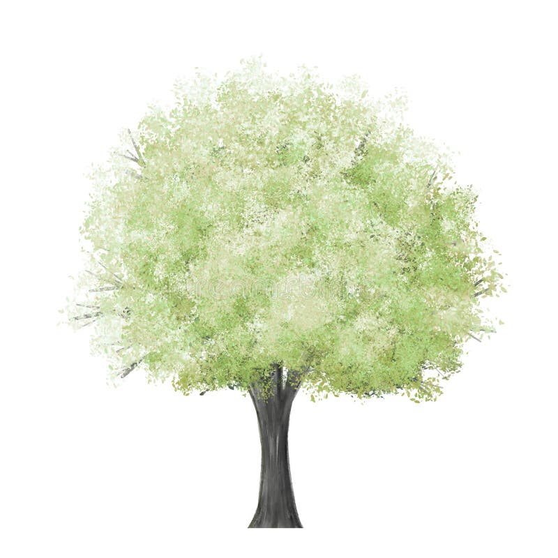Top View Oak Tree Isolated White Stock Illustrations – 260 Top View Oak ...