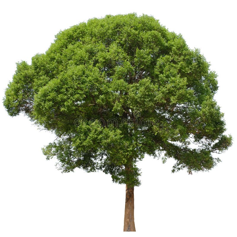 Tree Side View Isolated on White Background for Landscape Stock Image ...