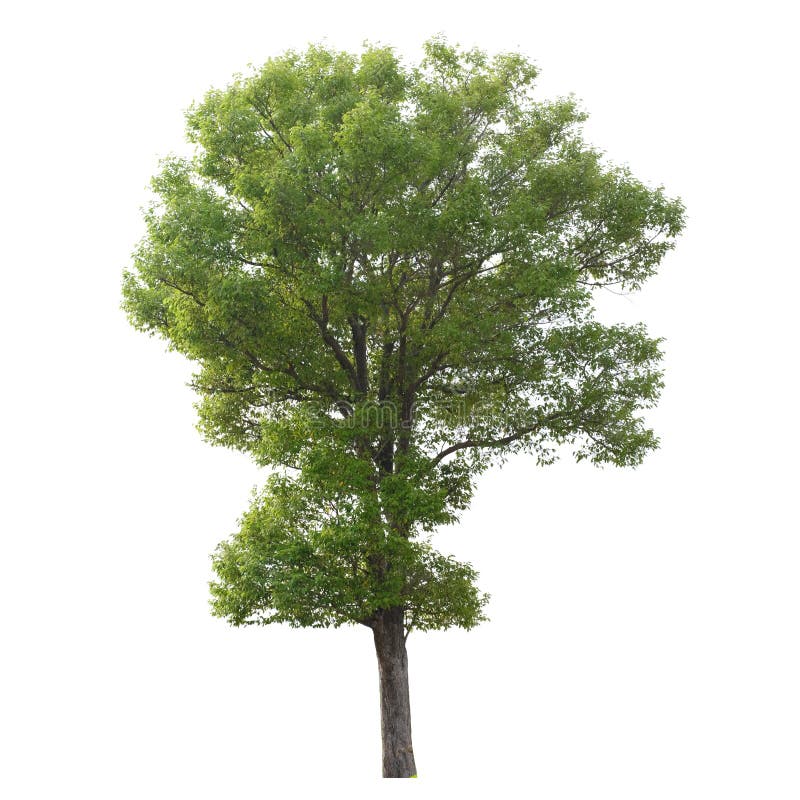 523 Tree Side View Isolated White Background Landscape Stock Photos ...
