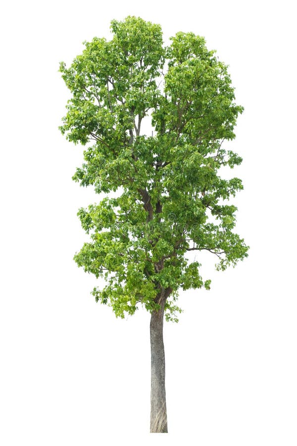 523 Tree Side View Isolated White Background Landscape Stock Photos ...