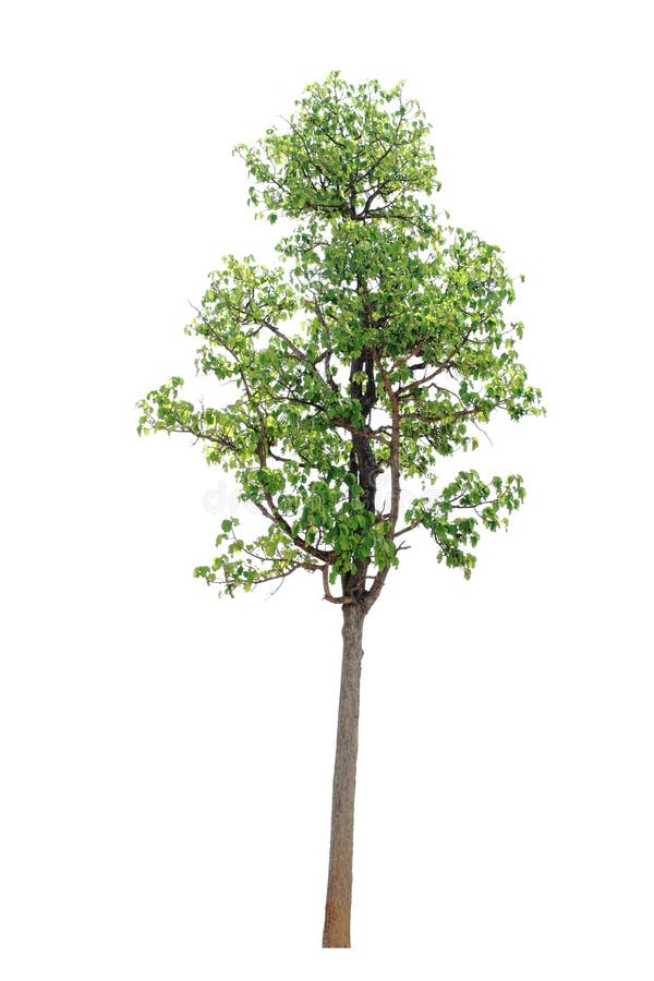 Tree Side View Isolated on White Background for Landscape Stock Image ...