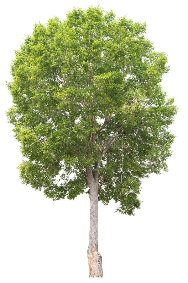 Green Tree side view stock image. Image of environment - 217616207