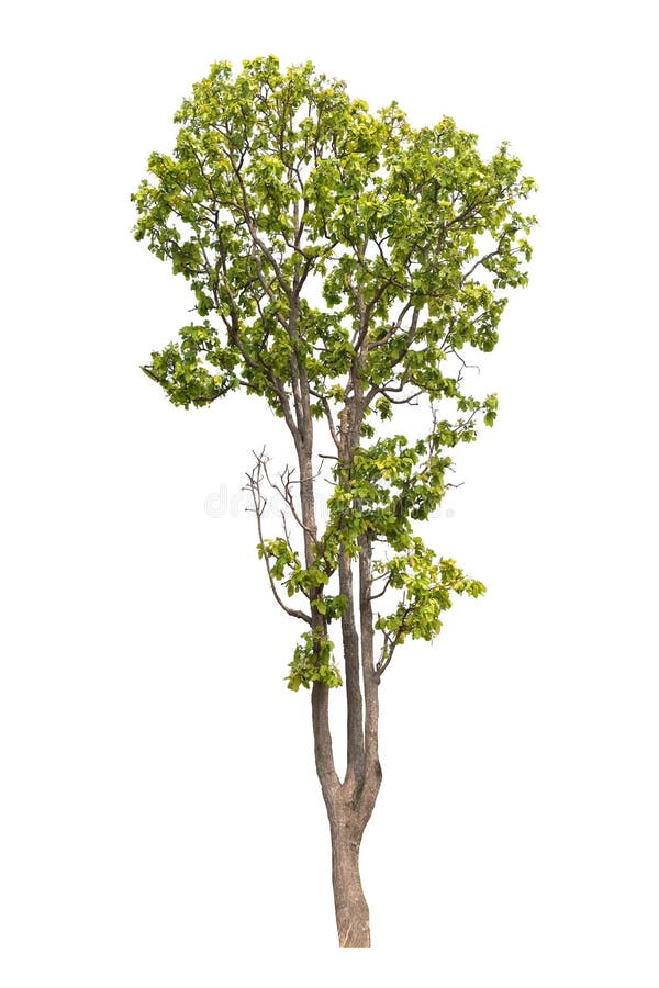 Tree Side View Isolated on White Background for Landscape Stock Image ...