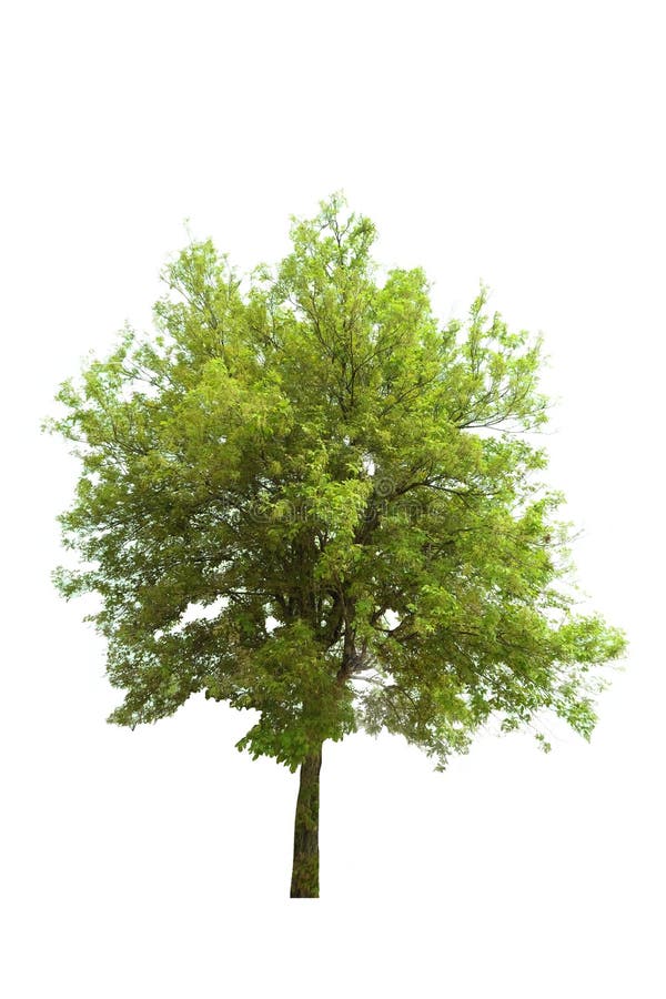 Tree Side View Isolated on White Background for Landscape Stock Image ...