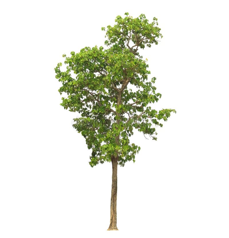 Green Tree side view stock photo. Image of paper, abstract - 217616228