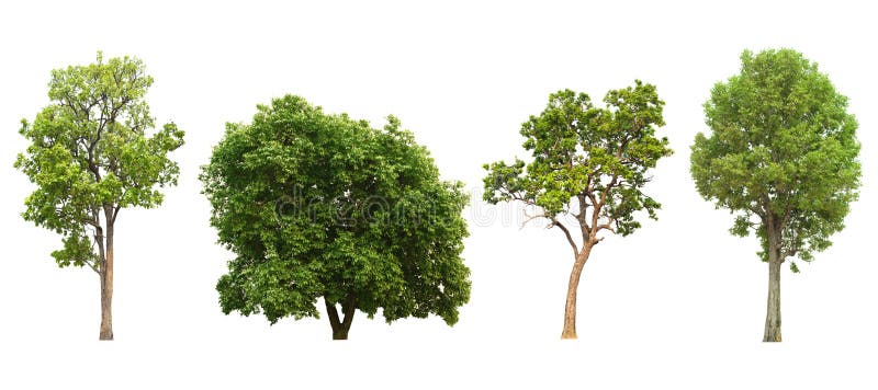 Green Tree side view stock photo. Image of grass, layout - 217616234