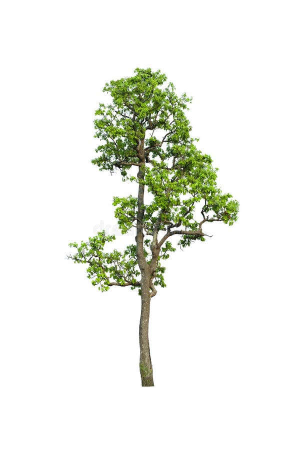 Green Tree side view stock photo. Image of plan, garden - 217616244