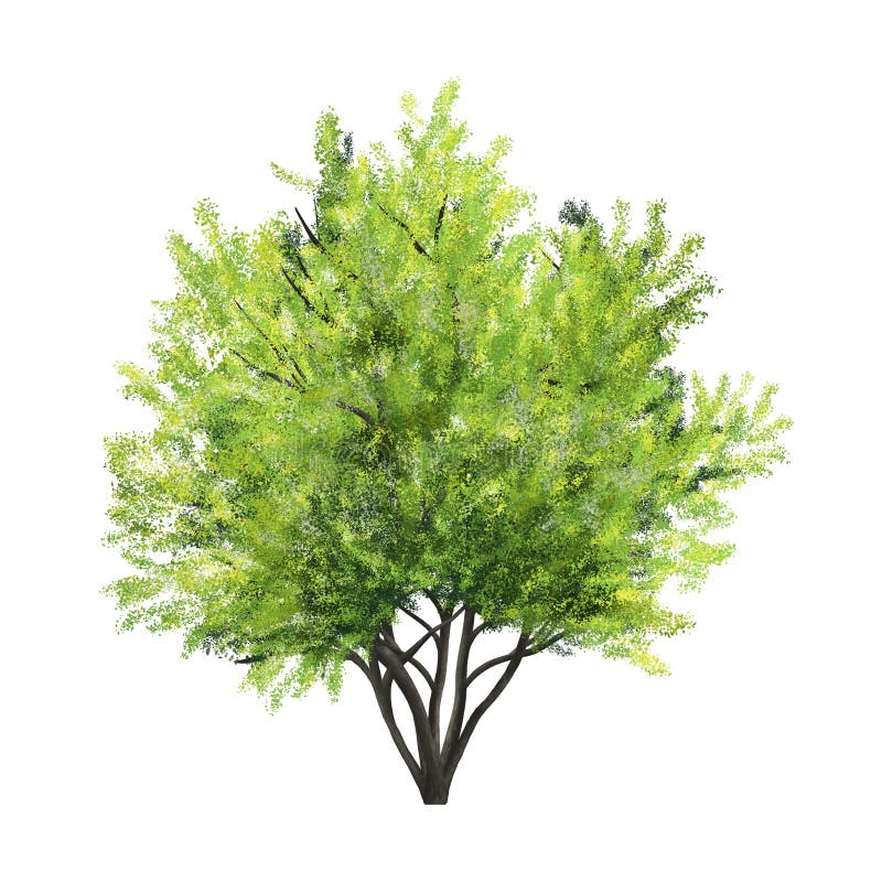 Tree Side View Isolated on White Background Stock Image - Image of ...
