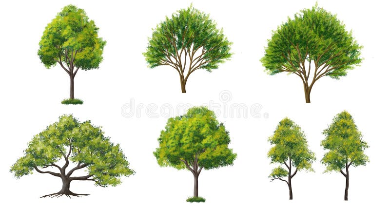 Green Tree side view stock photo. Image of isolated - 217616288