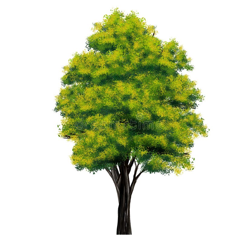 Tree Side View Isolated on White Background Stock Image - Image of ...