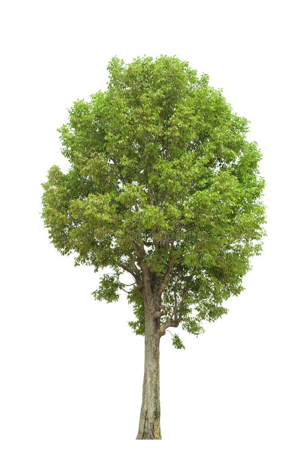 7,028 Tree Plan View Stock Photos - Free & Royalty-Free Stock Photos ...