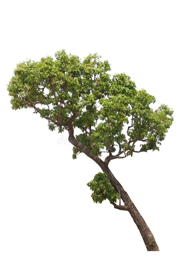Green Tree side view stock image. Image of drawing, tree - 217616227