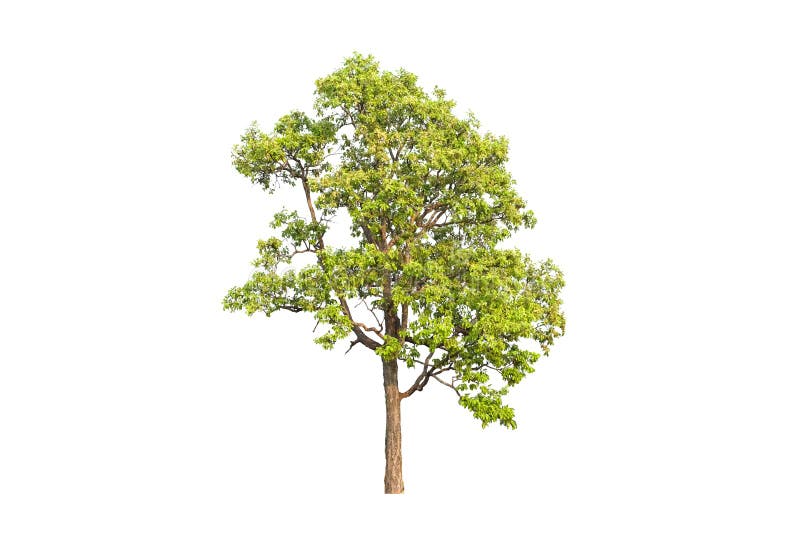 Green Tree side view stock photo. Image of landscape - 217616238