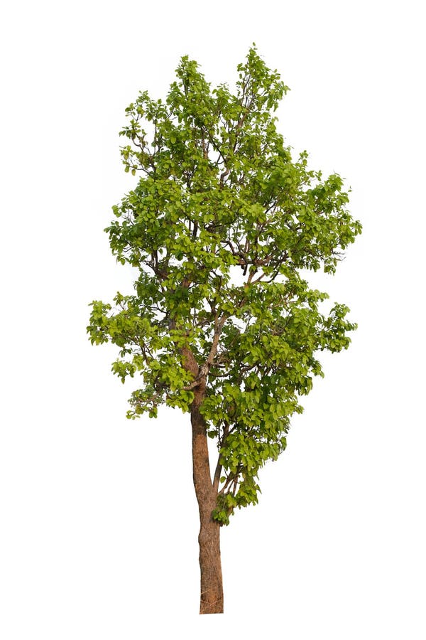 Green Tree side view stock image. Image of layout, environment - 217616243
