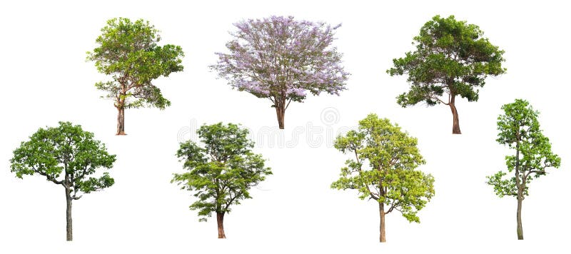 Tree Side View Isolated on White Background Stock Image - Image of ...