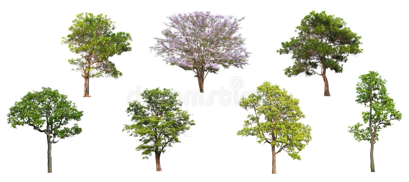 Tree Side View Isolated on White Background Stock Photo - Image of ...