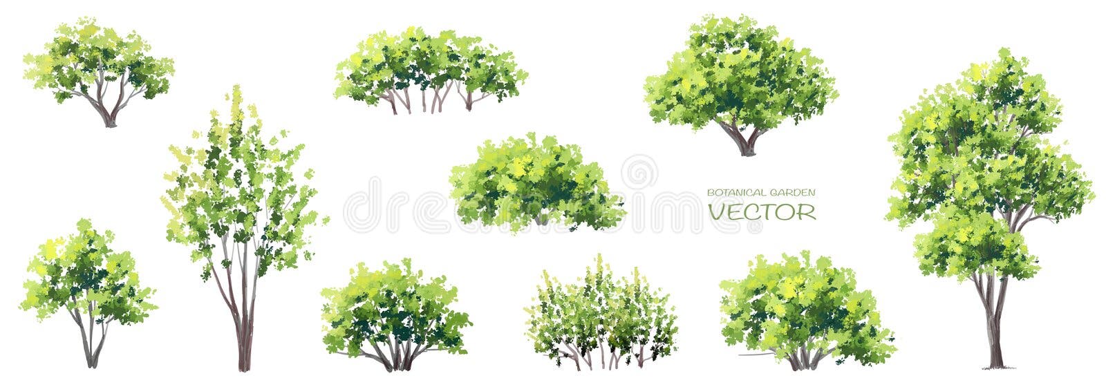 Tree Side View Isolated on White Background for Landscape Stock Image ...