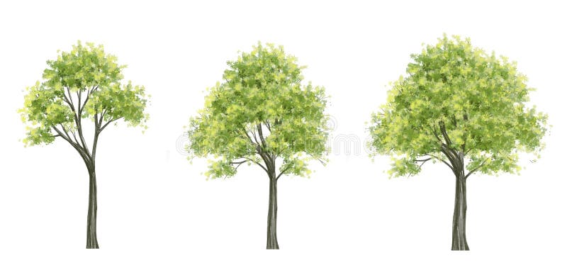 Tree Side View Isolated on White Background for Landscape Stock Photo ...