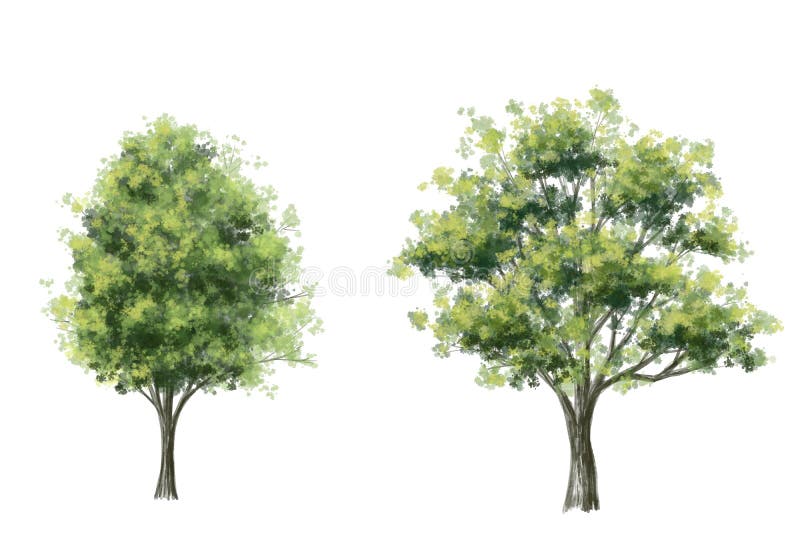 Green Tree Side View for Landscape Plan Stock Illustration ...
