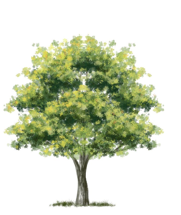 Oak Tree Plan View Stock Illustrations – 101 Oak Tree Plan View Stock ...